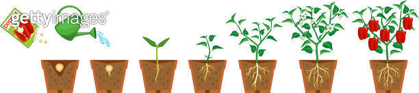 Life cycle of pepper plant. Growth stages from seeding to flowering and ...