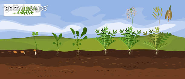 Landscape with life cycle of garden rocket plant (arugula). Growth ...