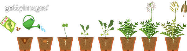 Life cycle of garden rocket plant in flower pot isolated on white ...