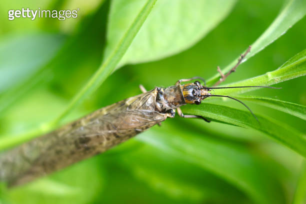 Japanese large dobson fly (Yamatokurosujihebitombo, Parachauliodes ...