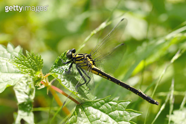 Japanese dragonfly "Kosanae (Trigomphus melampus, female)" sitting on ...
