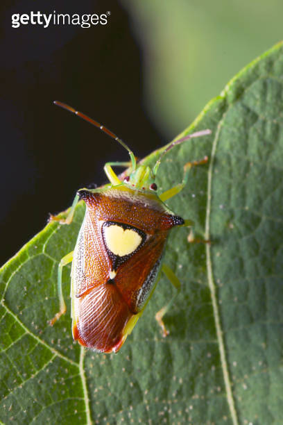 Cute yellow heart Esakimonkitsunokamemushi (Sastragala esakii) on tue ...