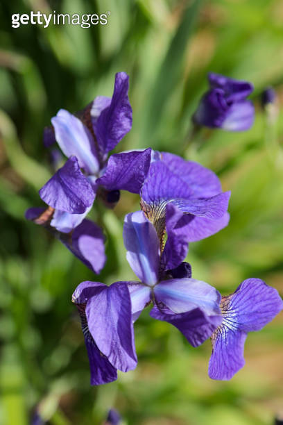Bright deep purple flowerheads of Siberian iris (Sunny outdoor field ...