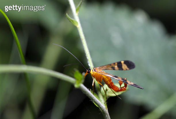 The world's oldest insect that undergoes complete metamorphosis ...