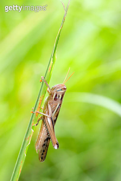Japanese Locust (Patanga japonica) clinging to the grass stem (Sunny ...
