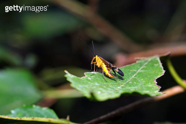 The world's oldest insect that undergoes complete metamorphosis ...