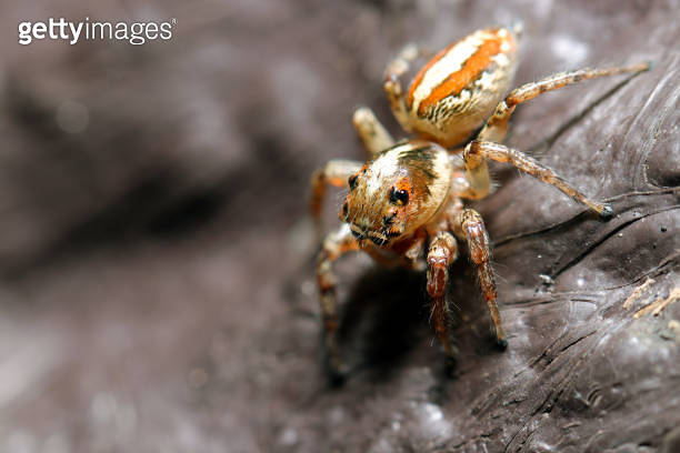 Misuji haetori, jumping spider (Plexippus setipes, wildlife closeup ...