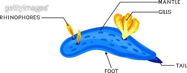 External anatomy of dorid nudibranch. Structure of sea slug for biology ...
