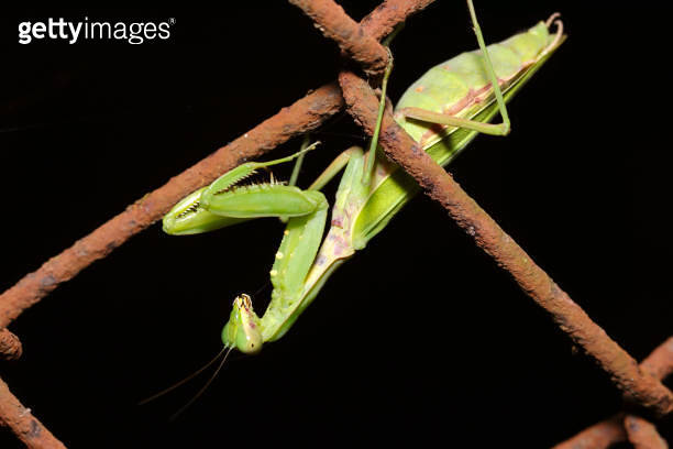 Female Harabiro praying mantis wanders around the fence during the ...