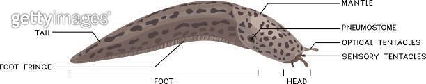 External anatomy of leopard slug (Limax maximus). Structure of slug for ...