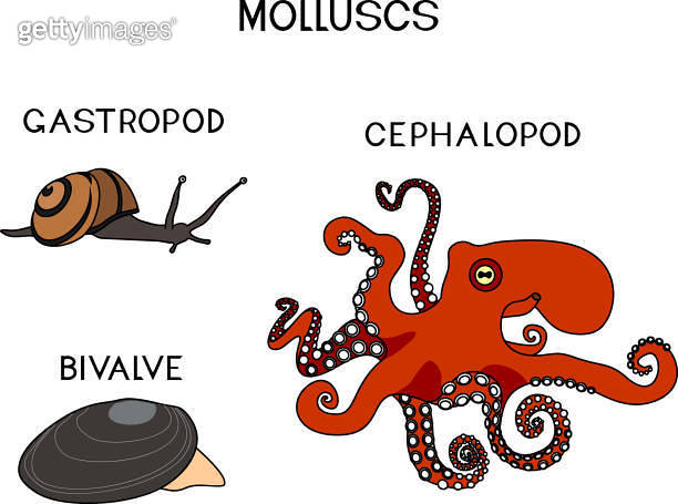 Three types of molluscs: cephalopod, gastropod, bivalve. Educational ...