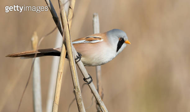 Bearded reedling, Panurus biarmicus. The male sits on a reed stalk on ...