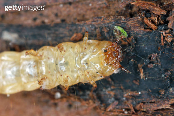 Pytho depressus larva of this beetle (Pythidae family) on under pine ...