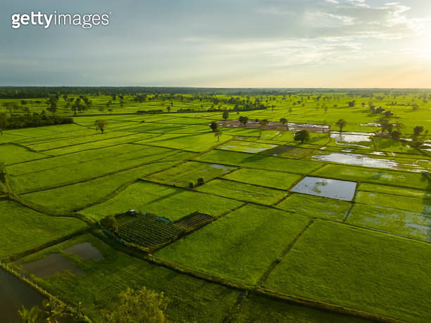 aerial shots, drone photography, aerial shots of rice fields in evening ...