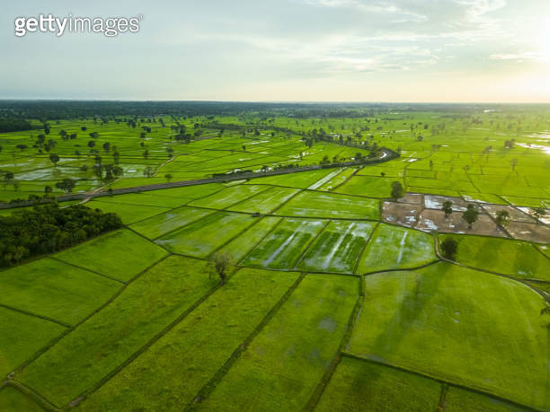 aerial shots, drone photography, aerial shots of rice fields in evening ...