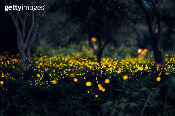 Firefly flying in the forest. Firefly lights in the night like a fairy ...