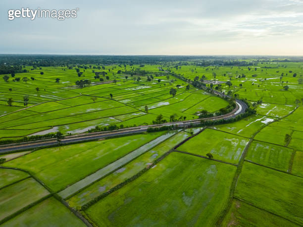 aerial shots, drone photography, aerial shots of rice fields in evening ...