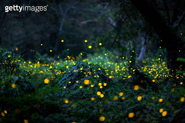 Firefly flying in the forest. Firefly lights in the night like a fairy ...
