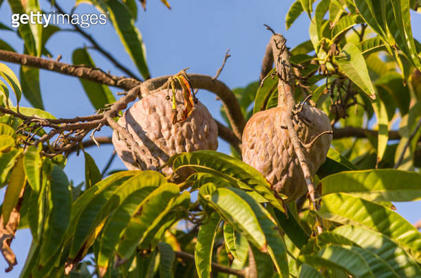 Sweet and ripe custard apple fruits from the Annona reticulata tree ...