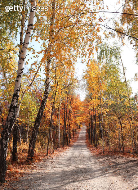 Calm fall season. Beautiful landscape with road in autumn forest. Maple ...