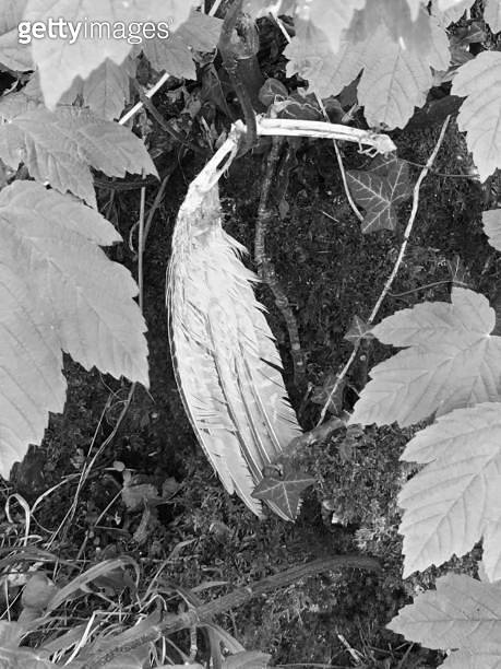 Skeleton Wing with feathers (1677877929) - 게티이미지뱅크