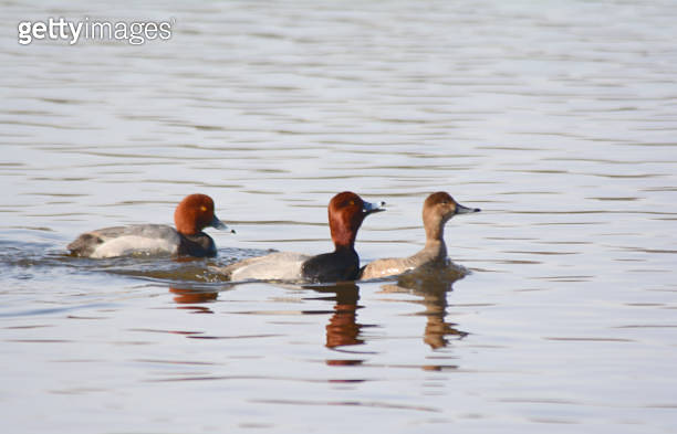 Three Red Head Ducks Swimming In Freshwater 이미지 (1534309266) - 게티이미지뱅크