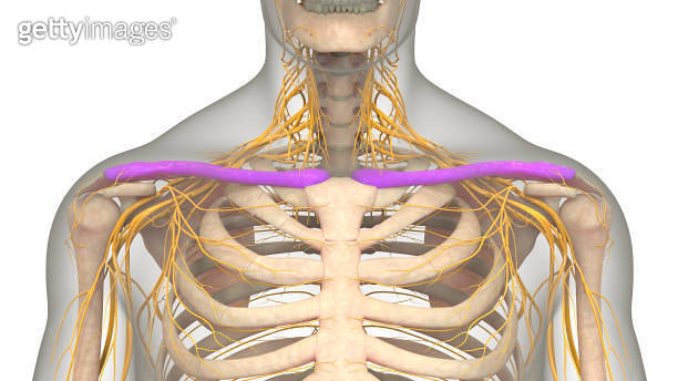 Human Skeleton System Clavicle Bone Joints Anatomy 이미지 (1785139843 ...