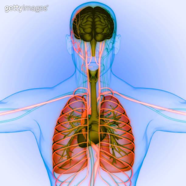 Human Internal Organs Brian with Respiratory System Anatomy (1605778496 ...