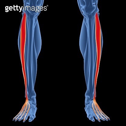 Human Muscular System Leg Muscles Extensor Digitorum Longus Muscles ...
