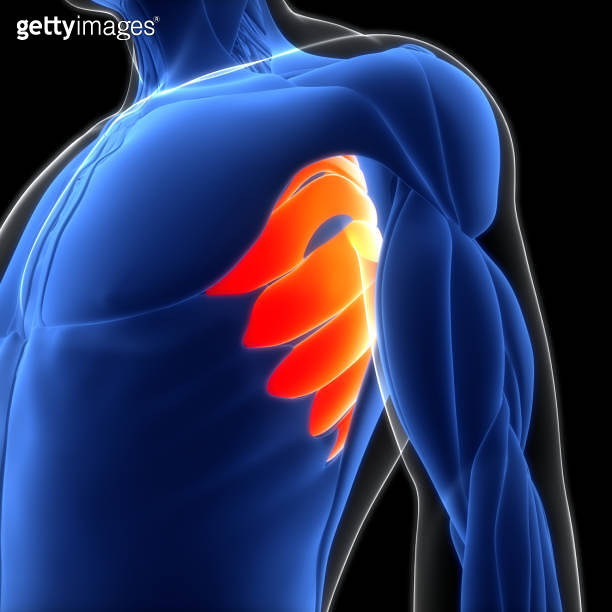 Human Muscular System Serratus Anterior Muscles Anatomy 이미지 (1779630642 ...