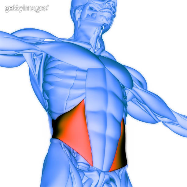 Human Muscular System Torso Muscles Internal Oblique Muscles Anatomy ...