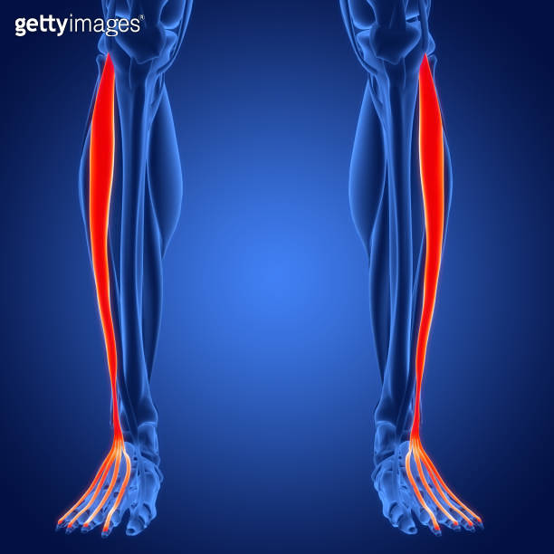 Human Muscular System Leg Muscles Extensor Digitorum Longus Muscles ...