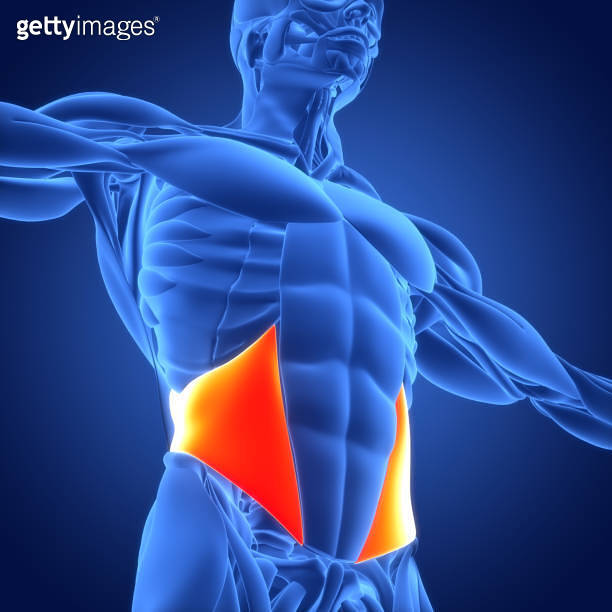 Human Muscular System Torso Muscles Internal Oblique Muscles Anatomy ...