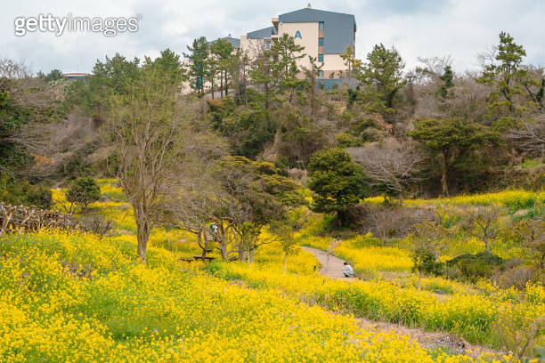 Eongdeongmul Valley canola flower field at spring in Jeju island, Korea ...
