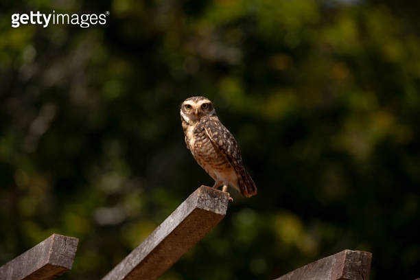 Little brown owl active during the day, Burrowing Owl (Athene ...