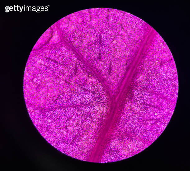 Stoma plants cells find with microscope 10x. 이미지 (1469392601) - 게티이미지뱅크