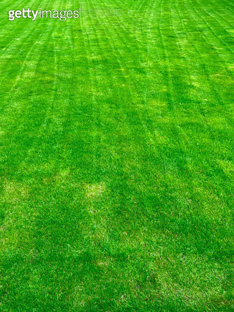 Texture of damaged Rolled turf after installation on the ground. Green ...