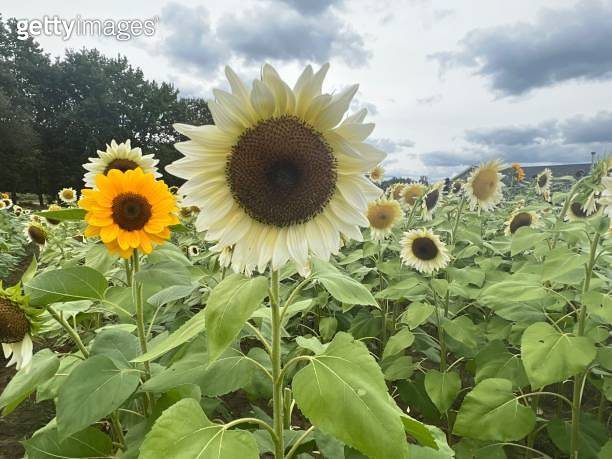 White sunflowers 이미지 (1699275359) - 게티이미지뱅크