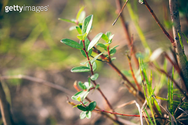 Salix Repens - Creeping Willow 이미지 (1718494044) - 게티이미지뱅크