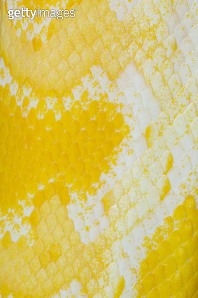 yellow python skin texture,golden yellow python skin texture,close up ...