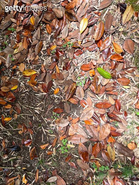 Fallen large leaf on ground in the forest from bigleaf magnolia tree in ...