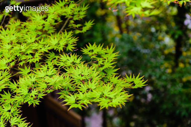 Green maple leaf at maple tree in Japan nature park. 이미지 (1489460369 ...