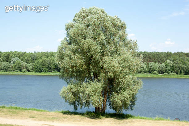 Three Trunk Tree By Neman River 이미지 (1789944135) - 게티이미지뱅크