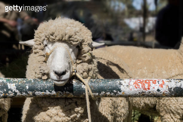 nice Corriedale breed sheep opening its mouth and winking during an ...