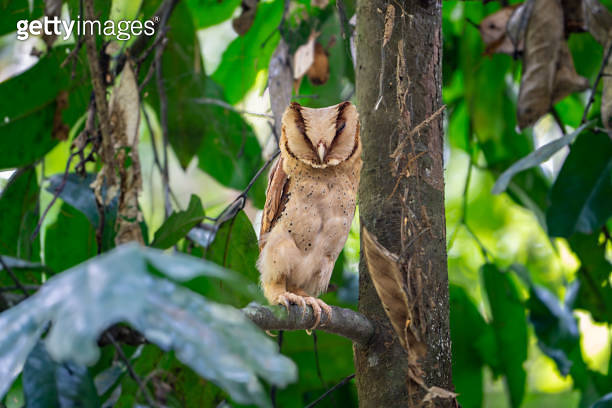 The Sri Lanka bay owl (Phodilus assimilis) is a species of bay owl in ...