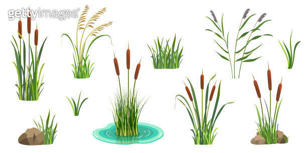 Reeds on white. Set of elements of tall marsh grass with cattail ...
