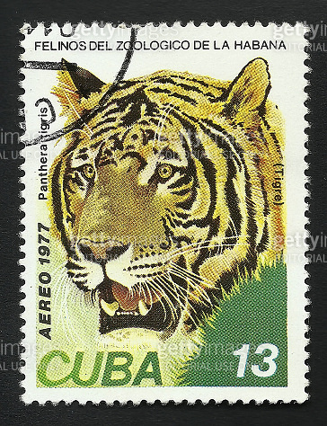 Cuban postage stamp of 1977: Tiger Panthera tigris. Text in Spanish ...