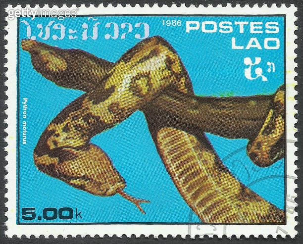 1986 Laos postage stamp: Python molurus snake. 이미지 (1510839744) - 게티이미지뱅크