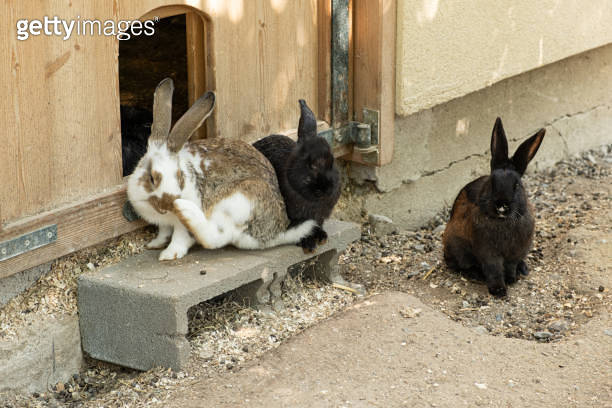 A family of rabbits on a farm, one rabbit scratches its face with its ...