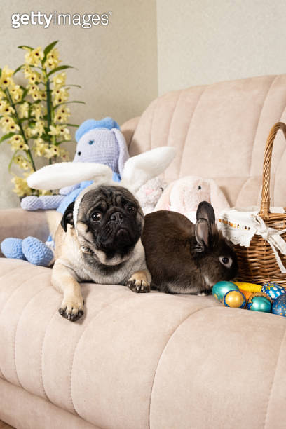 Easter Pug and Rabbit, Dog with Rabbit Ears, Pet Friendship at Home 이미지 ...